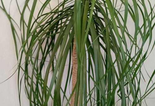 Бокарнея нолина, пальма, бутылочное дерево