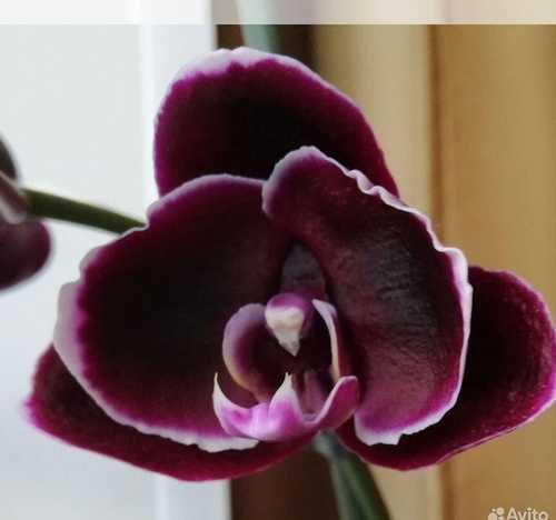 Орхидея фаленопсис (не цветёт)