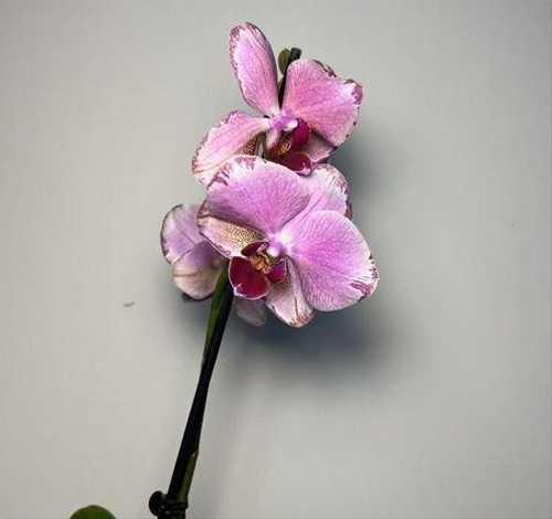 Орхидея бабочка пират пикоти