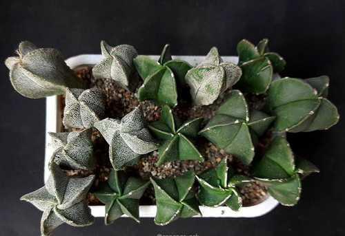 Кактус Astrophytum myriostigma