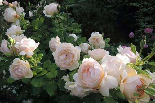 Розы садовые
