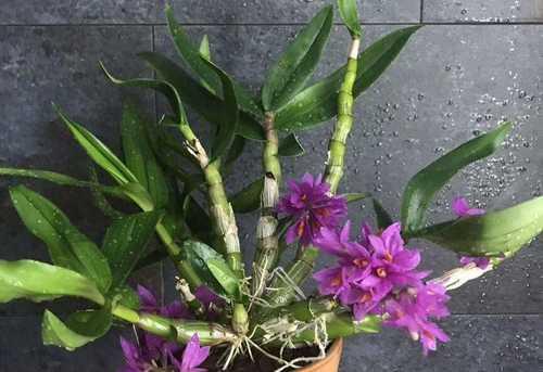 Орхидея дендробиум Хибики