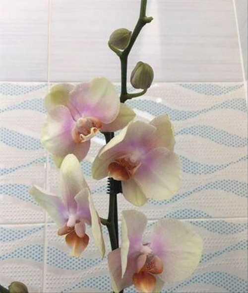 Орхидея фаленопсис Peaches (Персики)
