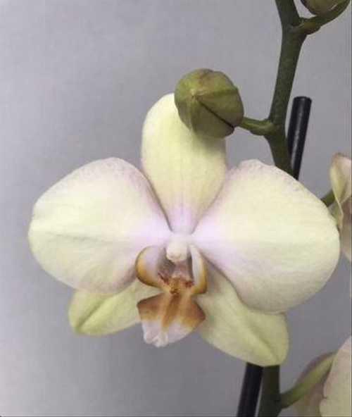 Орхидея фаленопсис Sunset