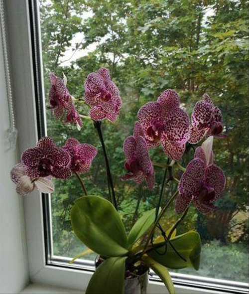 Орхидея "Дикий кот"