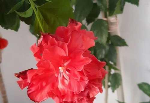 Гибискус махровый или китайская роза
