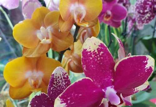 Адаптированные орхидеи фаленопсис