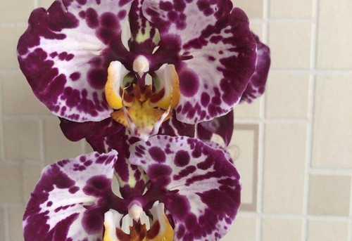 Орхидея фаленопсис минск бабочка