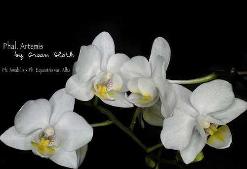 Орхидея фаленопсис Phal. Artemis подростки