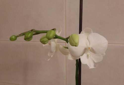 Орхидея фаленопсис биг лип Crystal water цветет