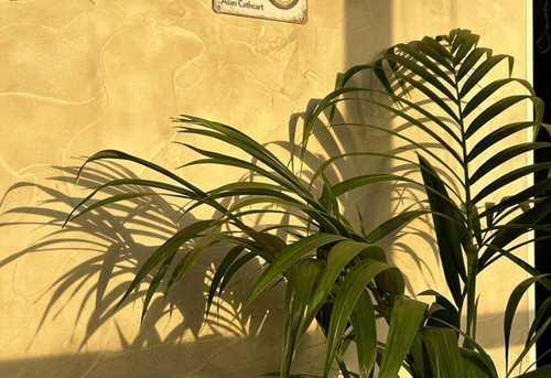 Пальма ховея форестериана растение для дома
