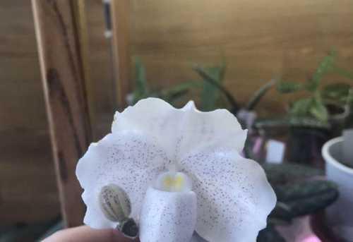 Орхидея paphiopedilum niveum