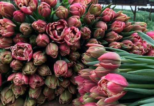 Тюльпаны в розницу к 8 марта от 25 шт Опт
