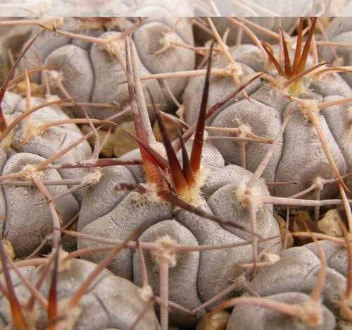 Семена кактуса Gymnocalycium 10 семян