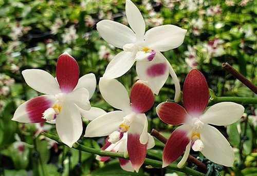 Орхидея tetraspis 'C2' арома