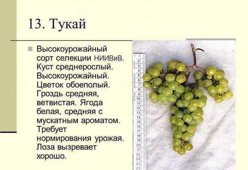 Саженцы ранний виноград, неукрывной Тукай 5 л