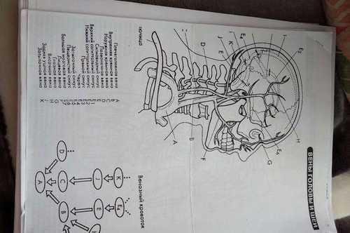Лекции, конспекты "сестринское дело"