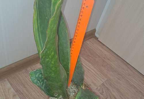 Sansevieria macrophylla yellow margin