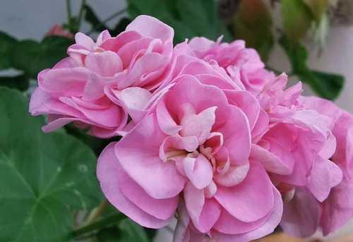 Пеларгония розебудная герань miss rose