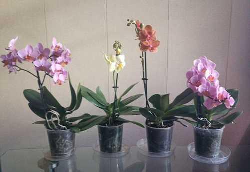 Орхидеи: Белый Будда, Мутанты, Ароматные, Восковые