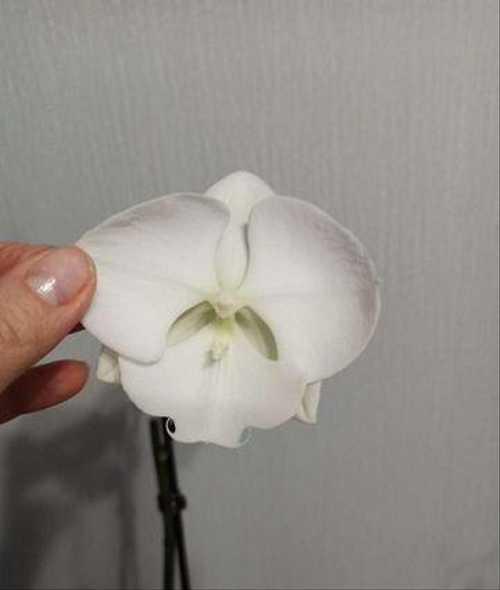 Орхидея фаленопсис Биг Лип, Nordic Lady
