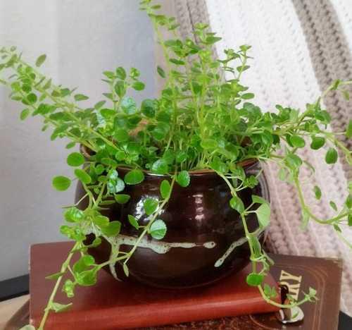 Пилея прижатая (Pilea depressa)