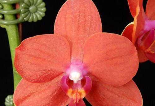 Орхидея Phal. Miki Orange Baby