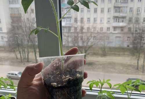 Рассада
