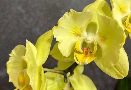 Орхидея FM329.Взрослое растение готовое к цветению