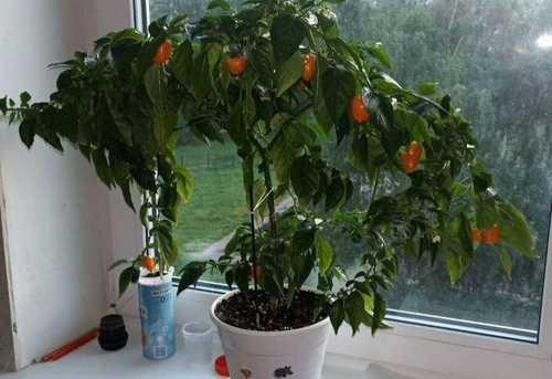 Habanero Orange