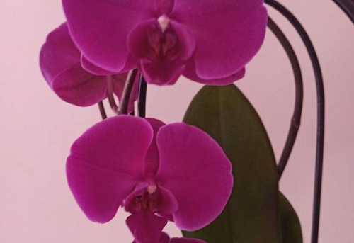 Орхидея фаленопсис 2 ствола