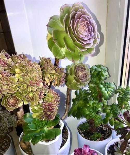 Эониум; Aeonium