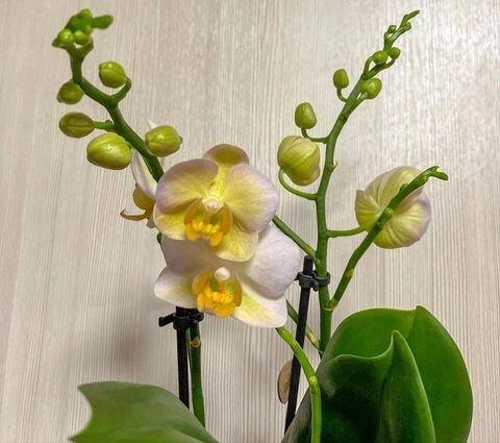 Бургунди орхидея фаленопсис
