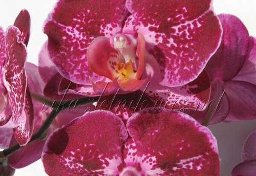 Орхидея фаленопсис Супер Бьютифул /Super Beautiful