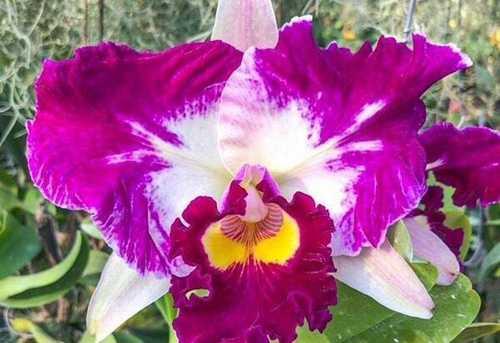 Орхидея каттлея C. chan hsui jewel