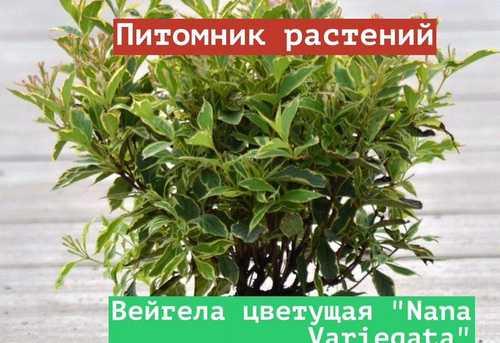 Вейгела цветущая Nana Variegata Оптом из питомник