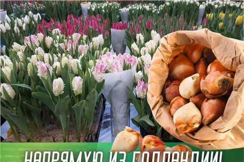 Луковицы тюльпанов оптом