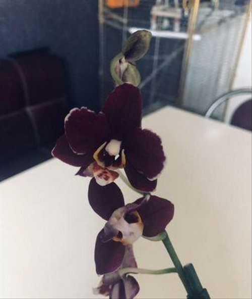Орхидея фаленопсис тёмная