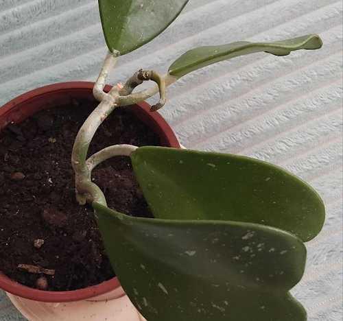 Хойя Kerri spotted leaves