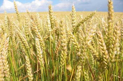 Семена пшеницы яровой мягкой