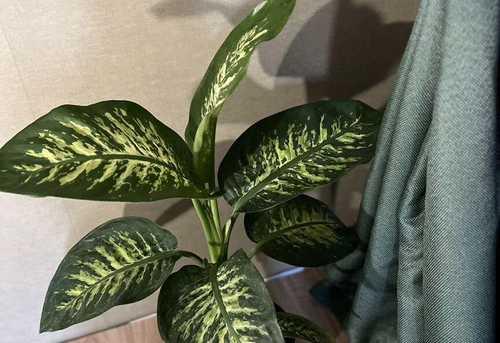 Dieffenbachia seguine Tropic Snow