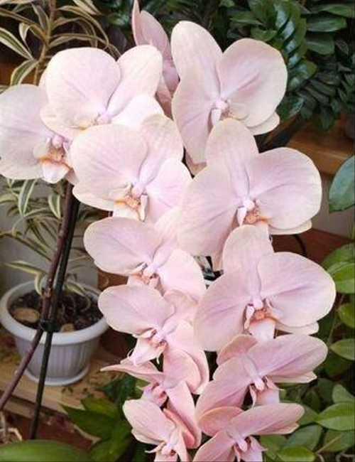 Ароматная орхидея фаленопсис Рим