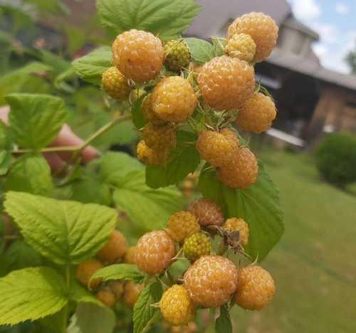 Саженцы малины Кумберленд чёрная и жёлтая