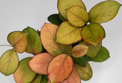 Хойя Prictai, seedling (selection ByPatcharawalai)