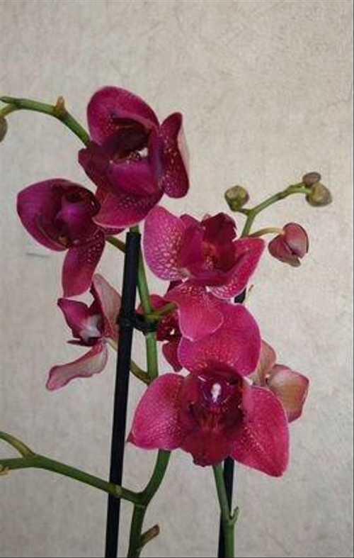 Орхидея фаленопсис пелорик трилипс Монтре цветет