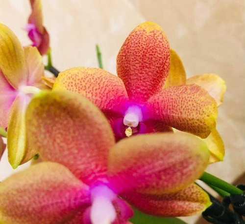 Орхидея фаленопсис Бронзовая Будда