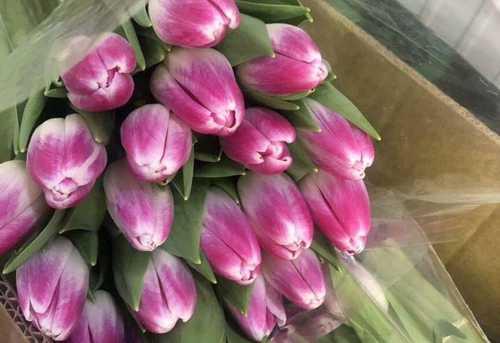 Тюльпаны в Розницу к 8 марта