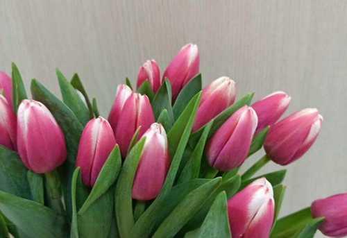 Розово-белые тюльпаны