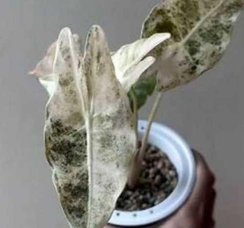 Клон Alocasia Longiloba Black Satun Stardust
