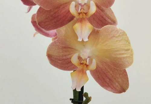 Цветущая орхидея Монако